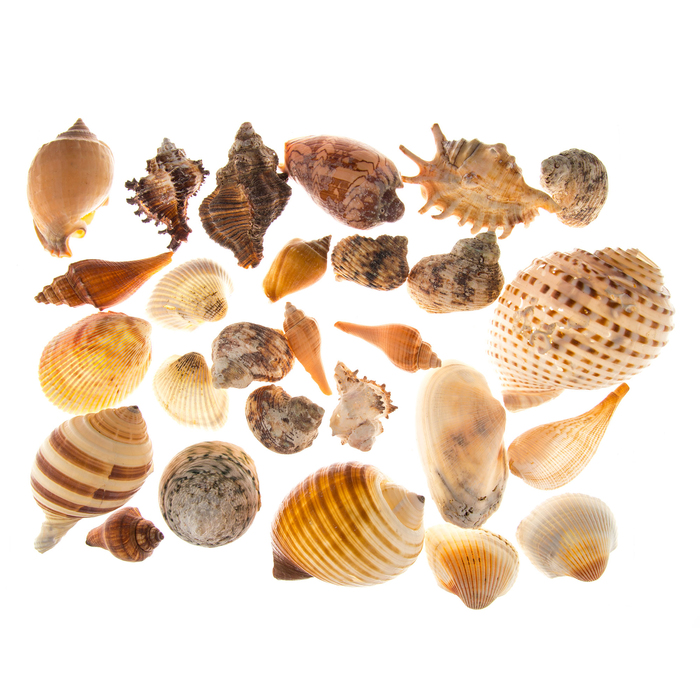 Shell Gift Bag | Hobby Lobby | 375238